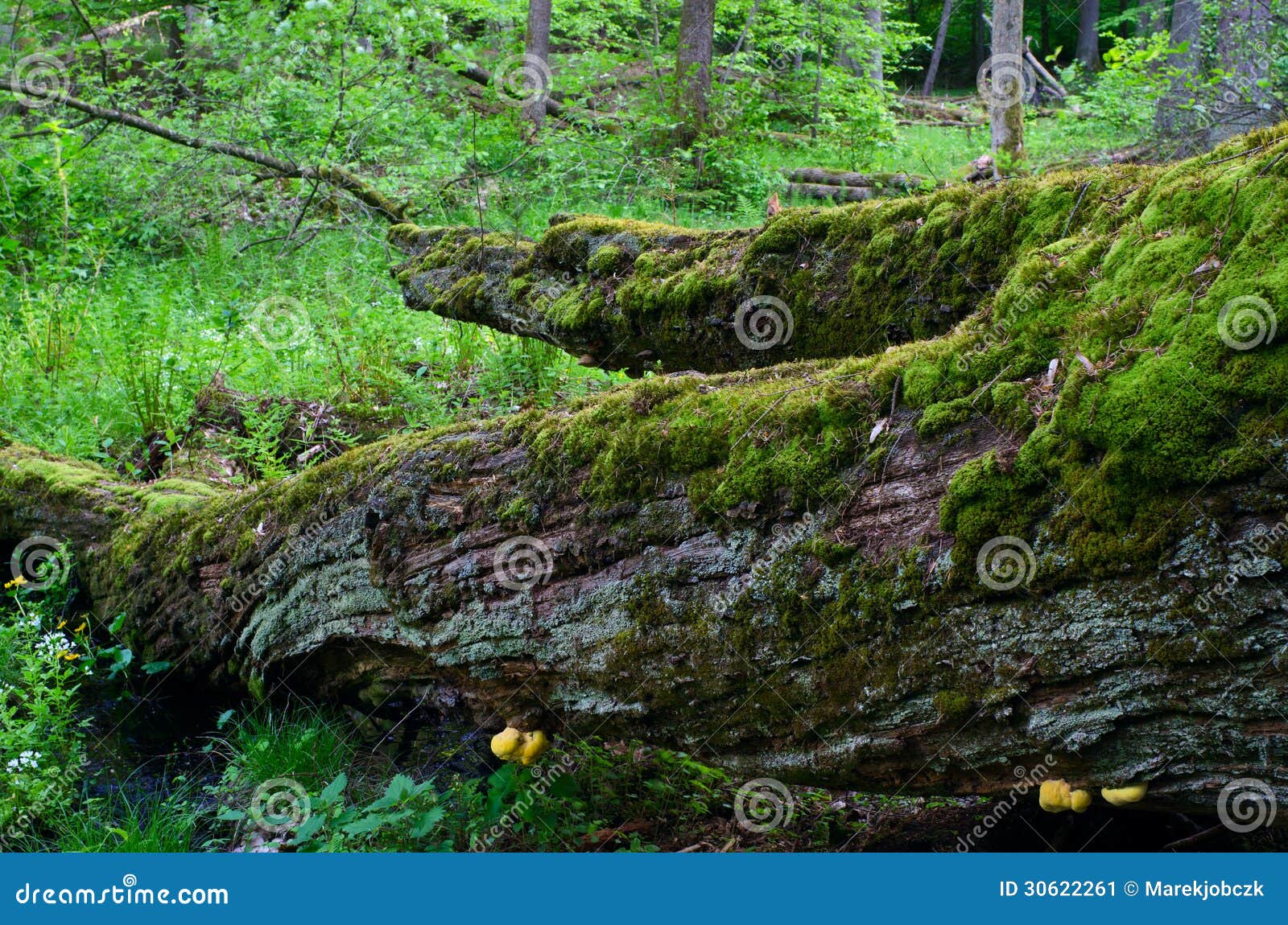 Tree covered with moss stock image. Image of forest, grass - 30622261