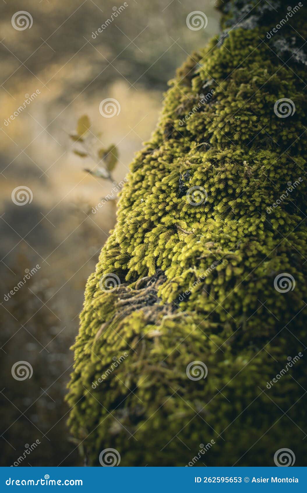 Tree Covered with Moss Inside the Forest Stock Image - Image of mendiak ...