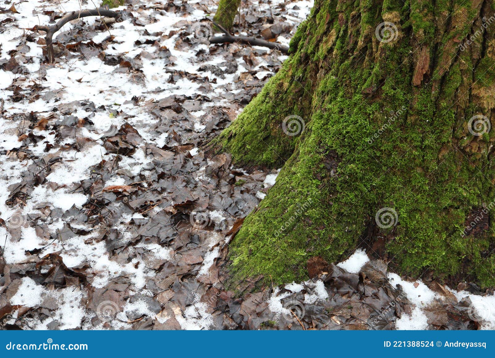Moss in the winter forest stock photo. Image of texture - 221388524