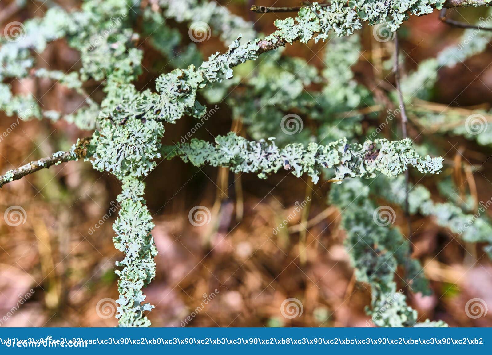 Fungal Diseases, Moss On Bark And Tree Branches Stock Photography ...
