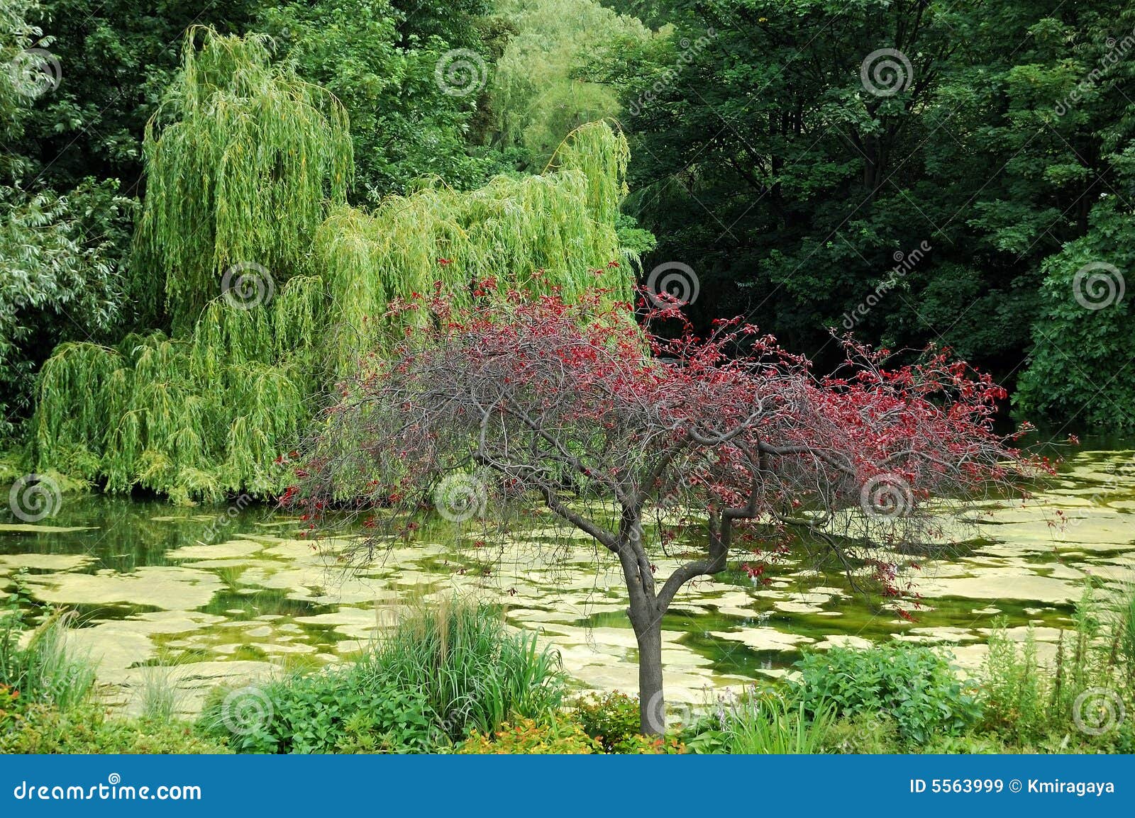 Tree Covered in Red Flowers and River Stock Image - Image of beautiful ...