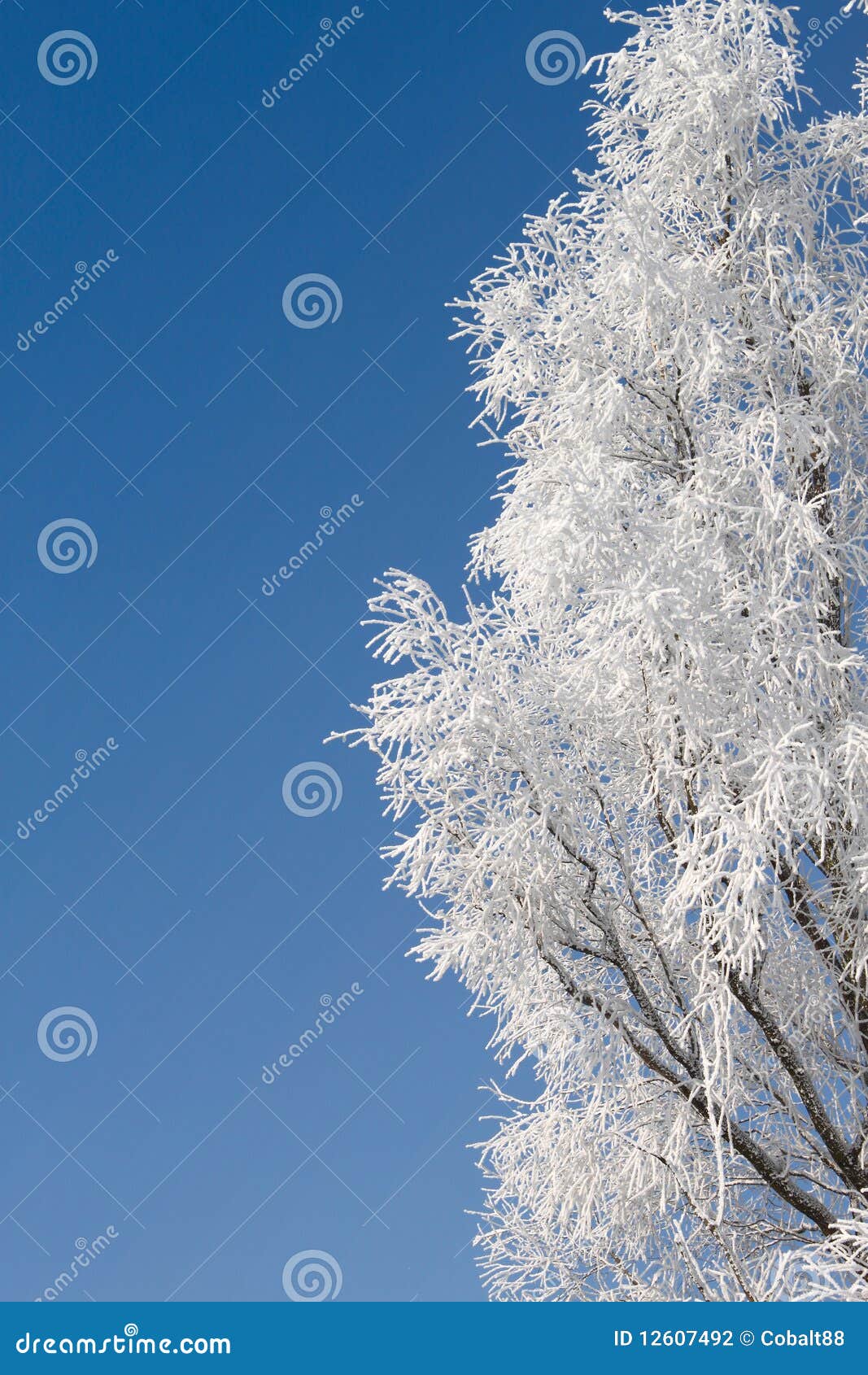 Tree covered with snow stock photo. Image of vacation - 12607492