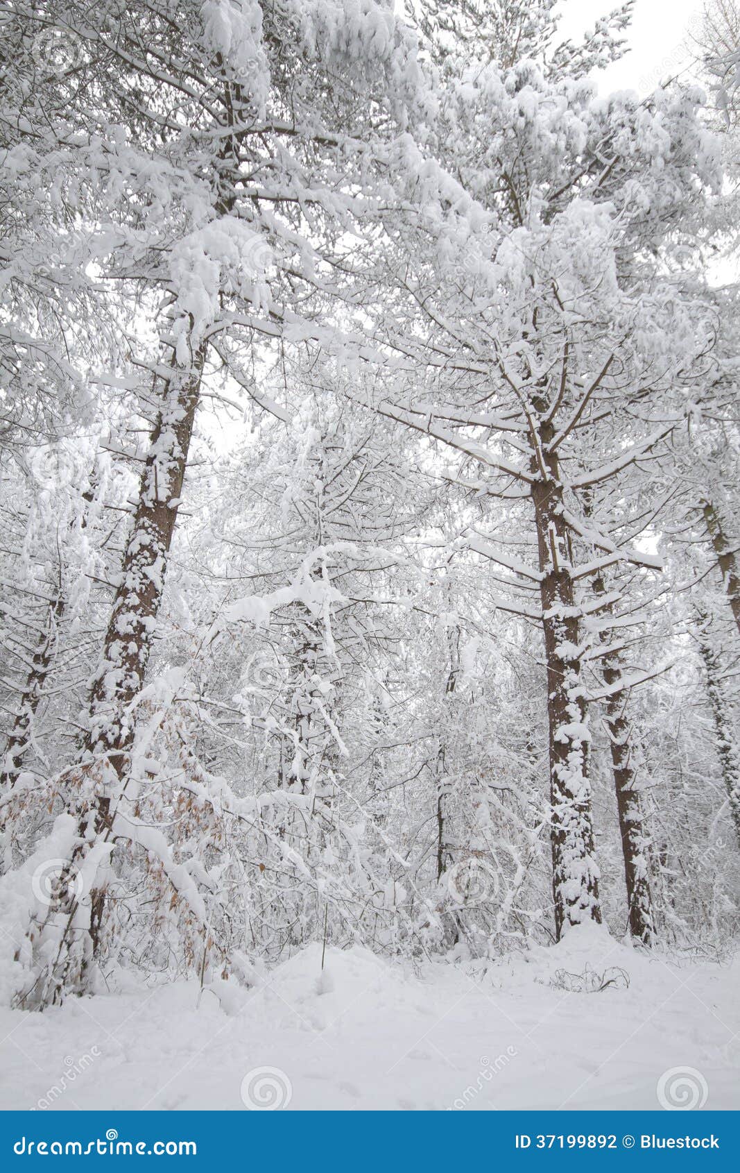 Tree covered in snow stock photo. Image of outdoors, weather - 37199892