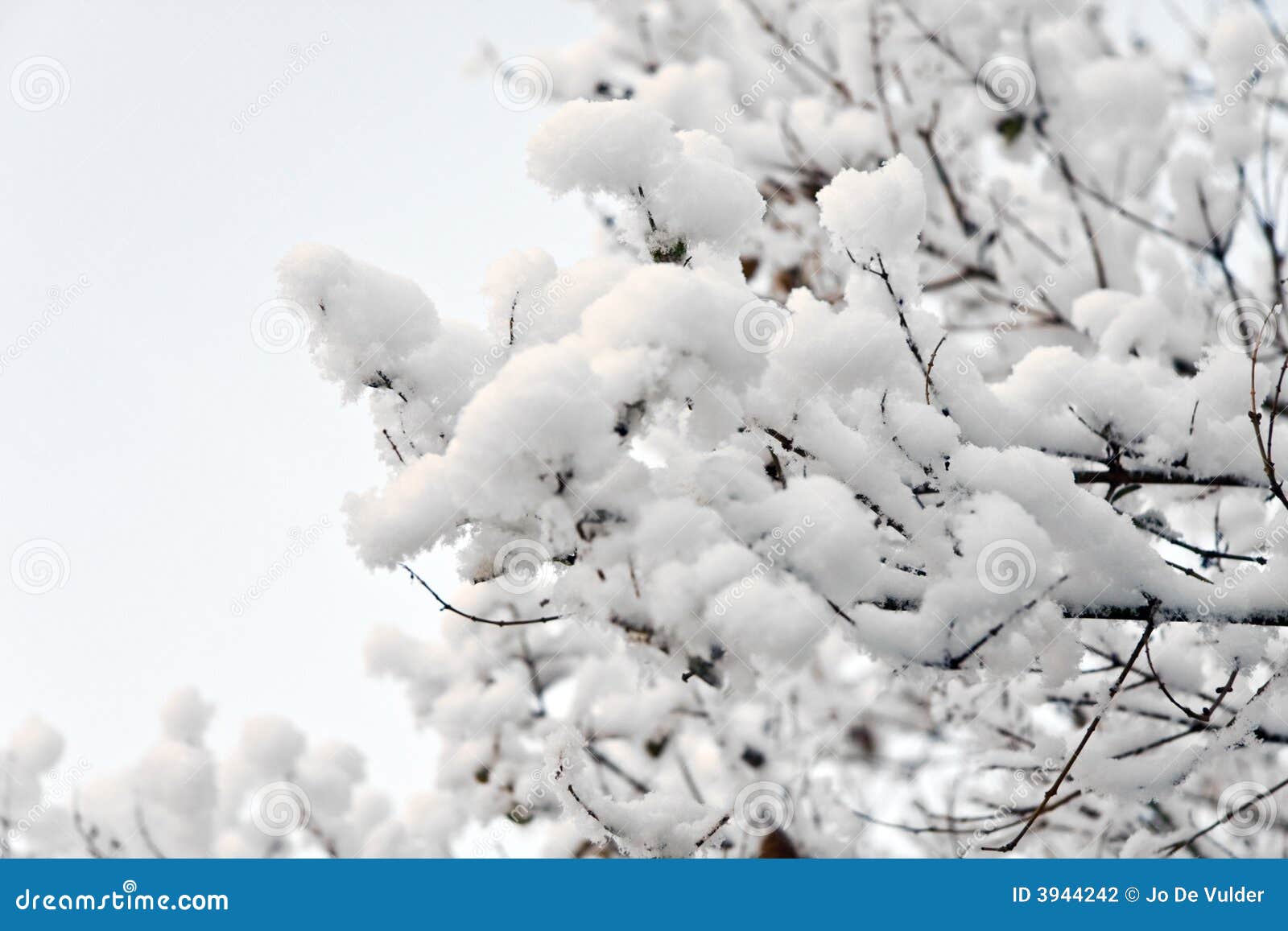Tree covered with Snow stock photo. Image of snowflake - 3944242