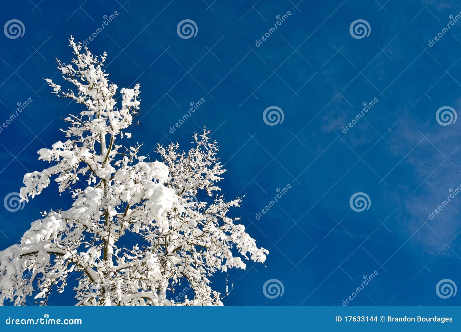 Tree Covered in Snow with Blue Sky Stock Photo - Image of winter, xmas ...