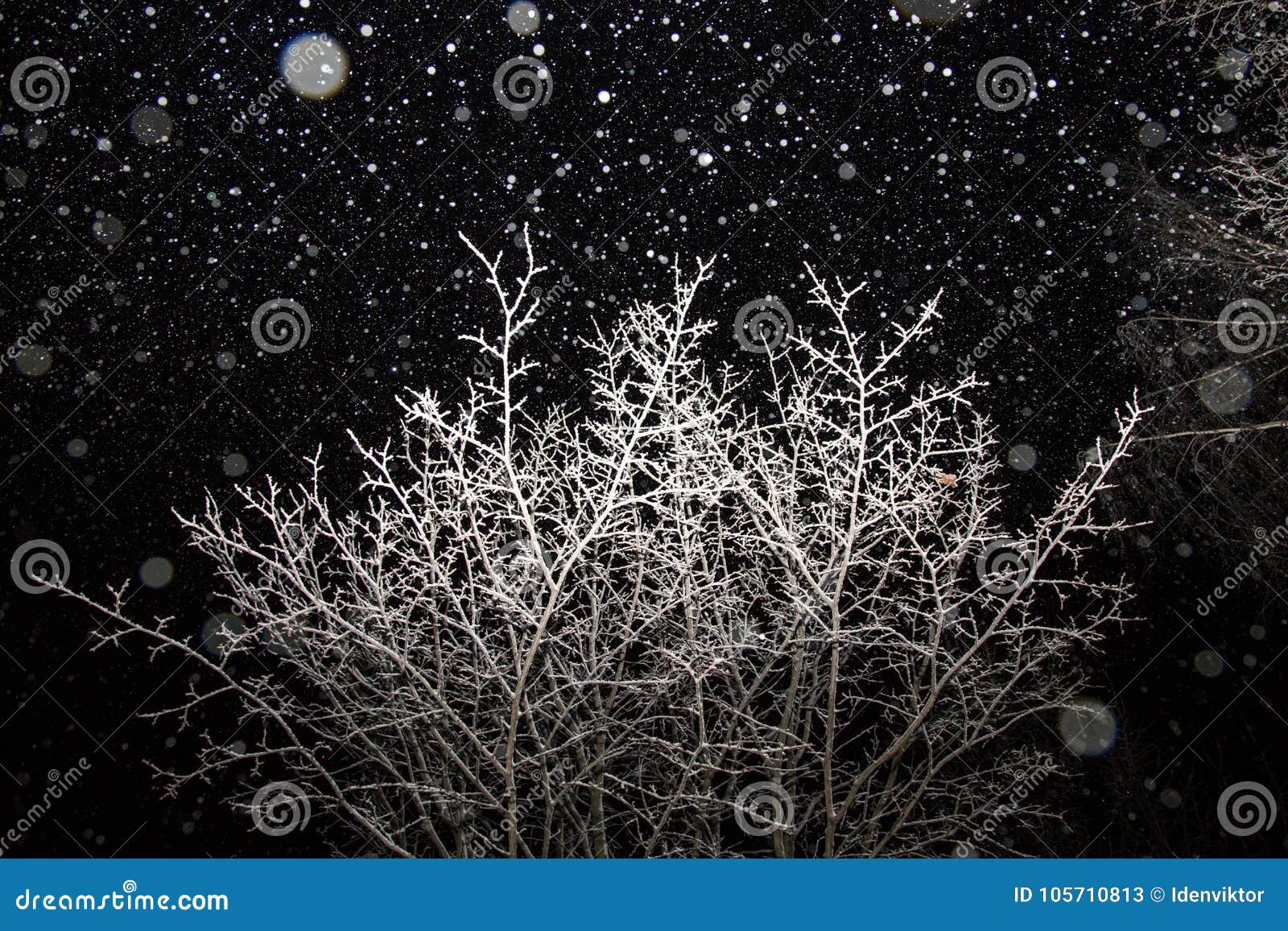 Tree Covered with Snow in Night with Snowfall, Dark Sky Stock Image ...