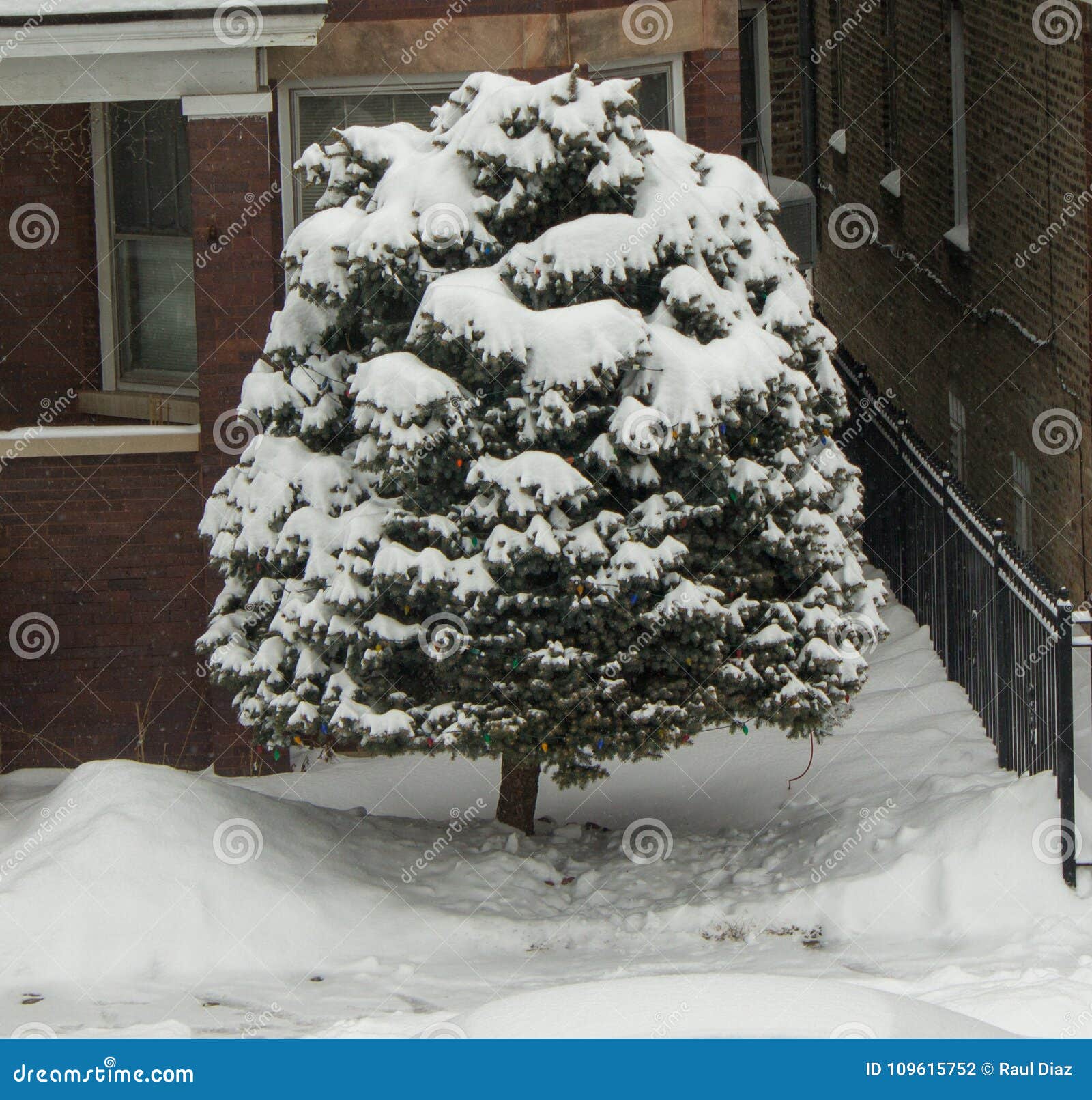 Tree Covered with Snow stock photo. Image of scene, white - 109615752