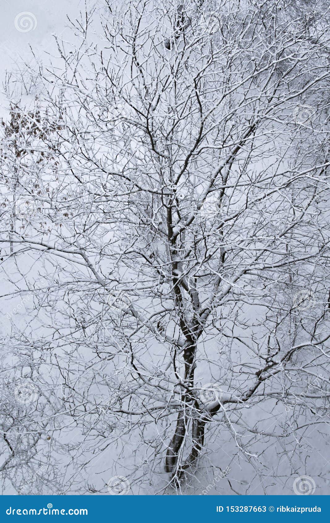 Tree Covered with Snow. View from Above. Winter Background. Stock Image ...