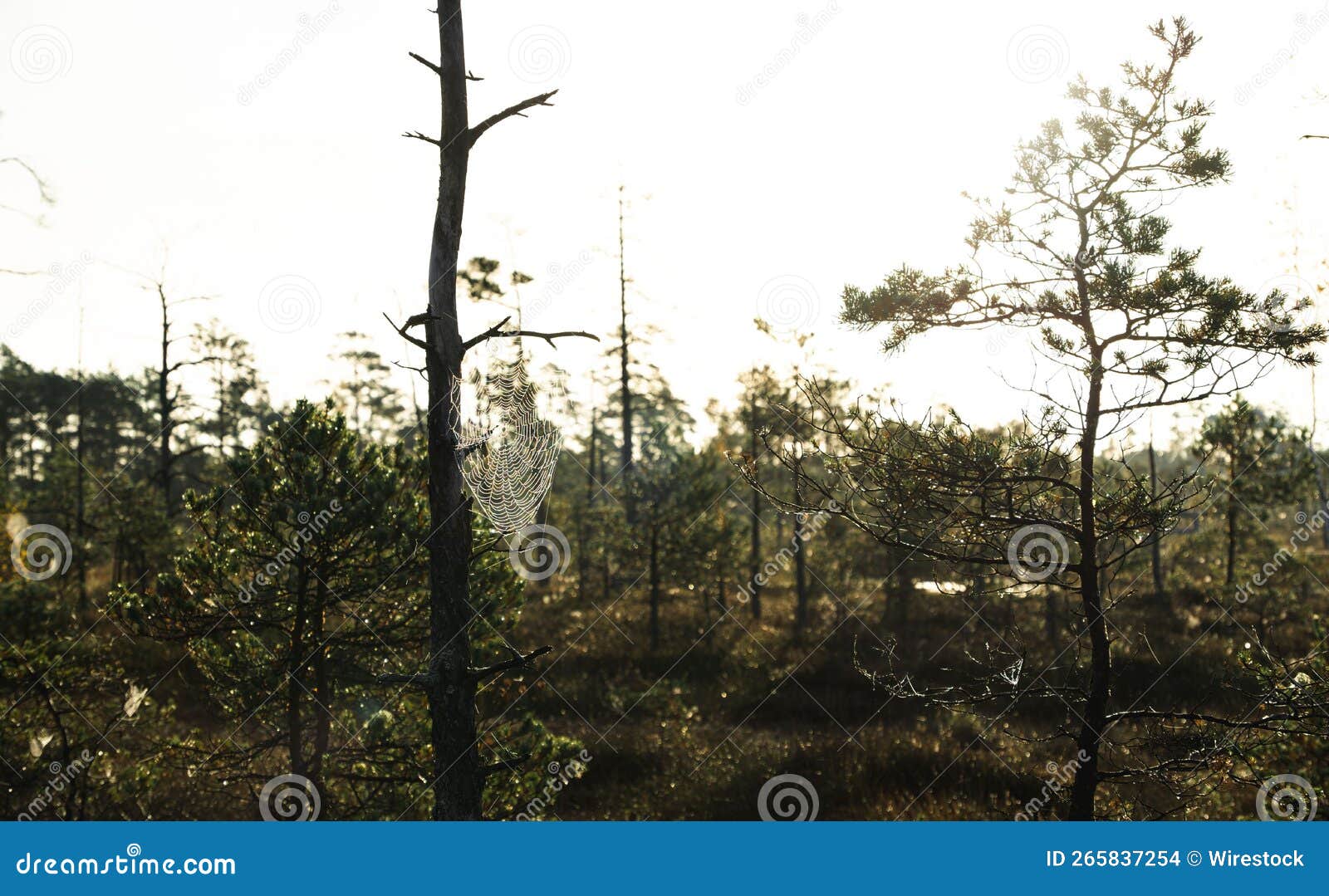 Tree Covered in Spider Webs at Sunrise. Stock Photo - Image of wildlife ...