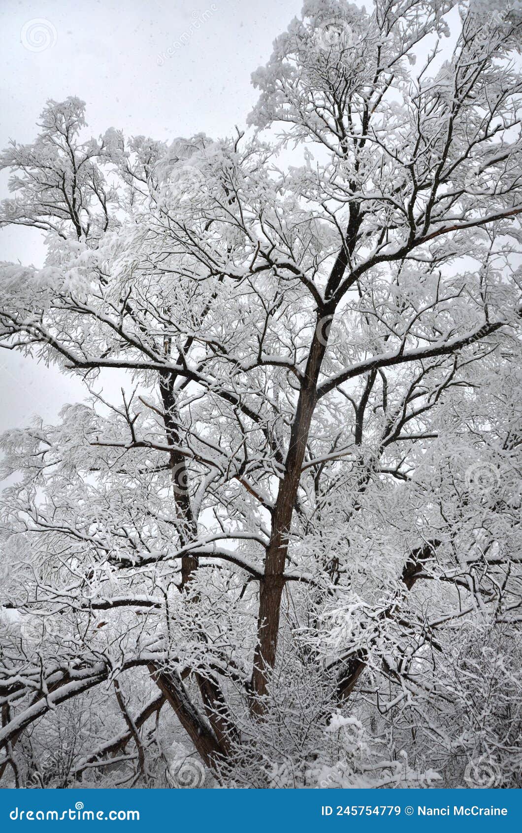 Ice Covered Tree in Spring nor`easter Snowstorm Stock Image - Image of ...