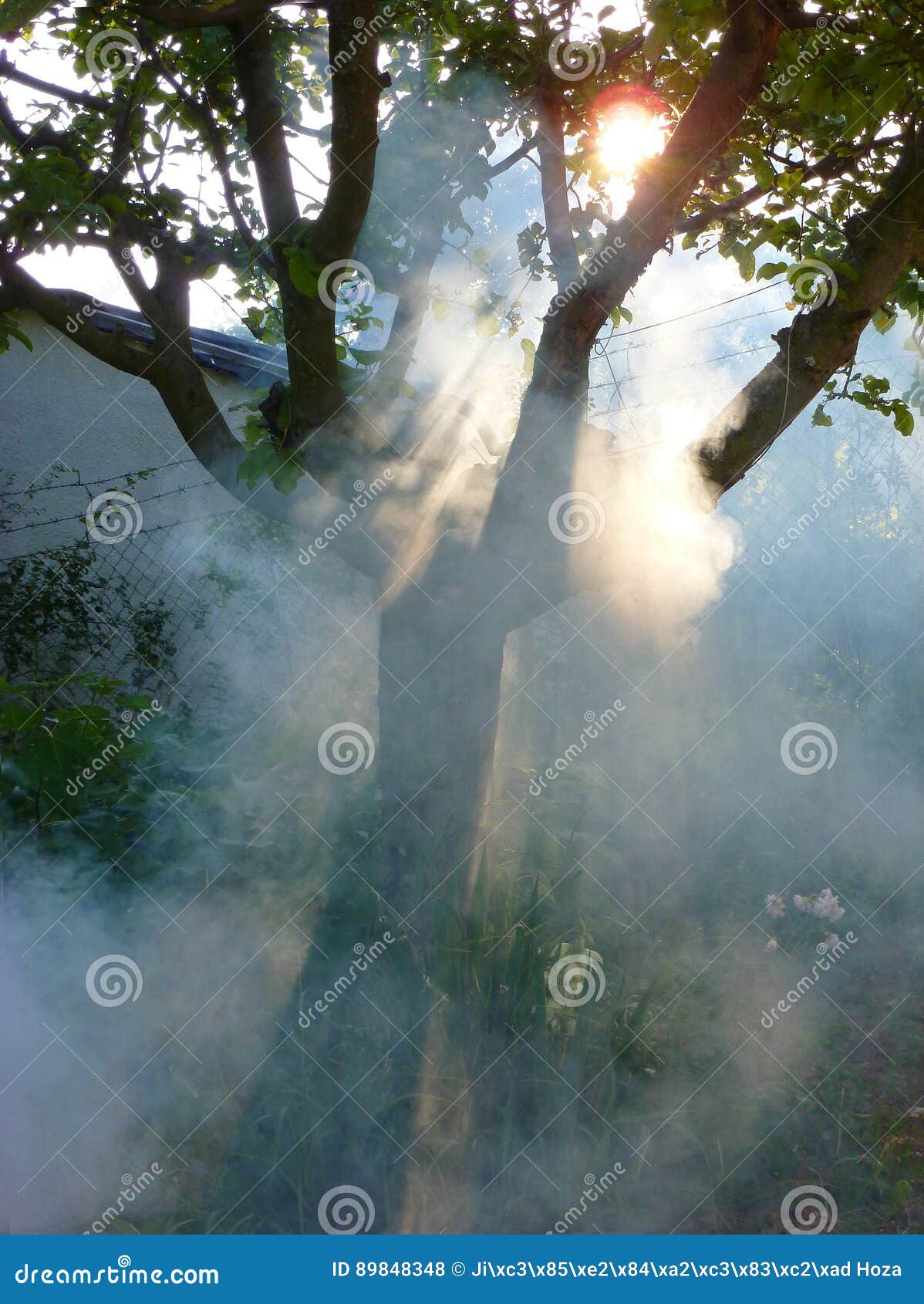 Tree Covered in a Thick Wall of Smoke Stock Photo - Image of surrounded ...
