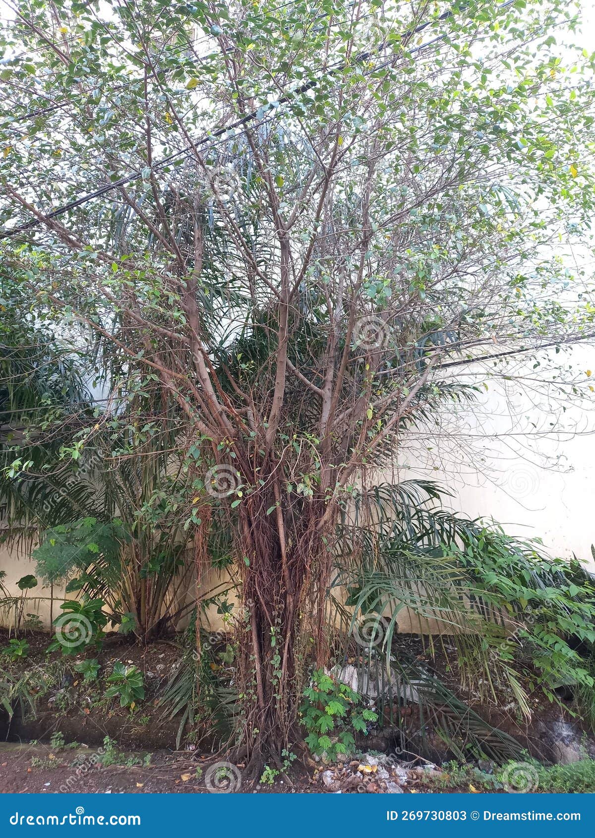 A Tree Covered in Vine Roots with Sparse Leaves Stock Image - Image of ...
