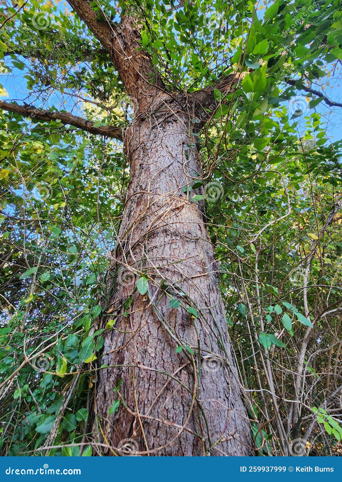 Tree Covered in Vines and Foliage. Stock Image - Image of vines, plant ...