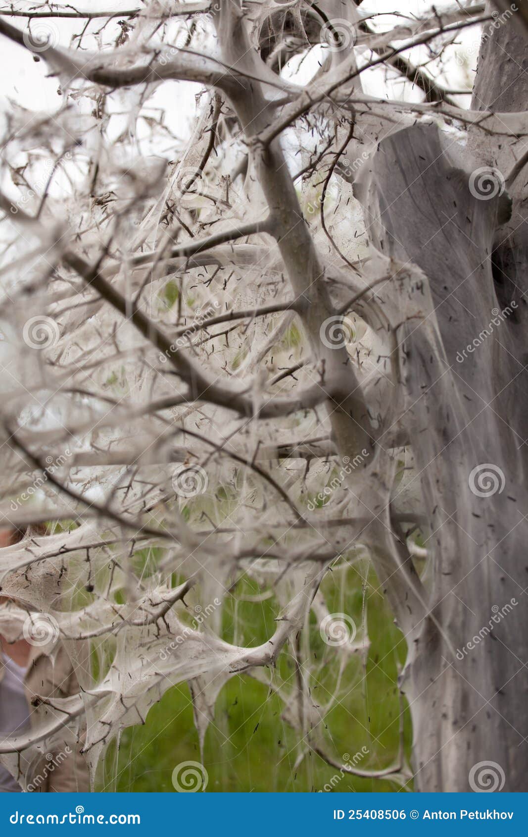 Tree covered with webs stock photo. Image of covered - 25408506
