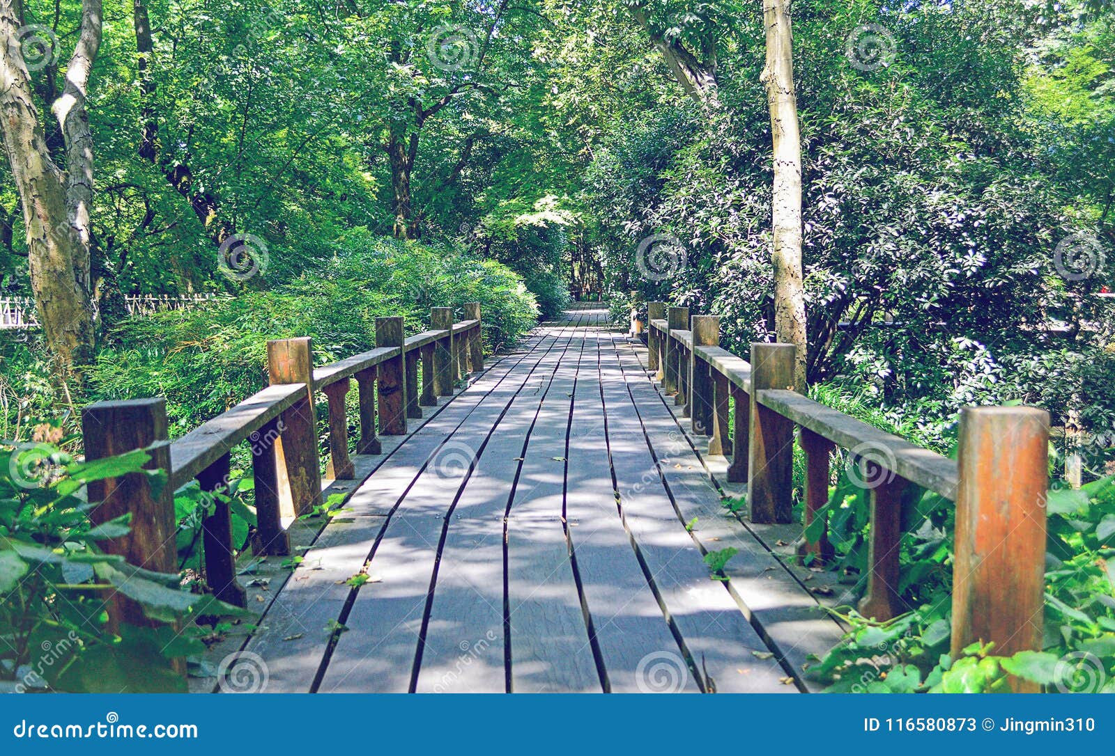 A Tree Covered Wood Pathway in a Sunny Day Stock Image - Image of ...