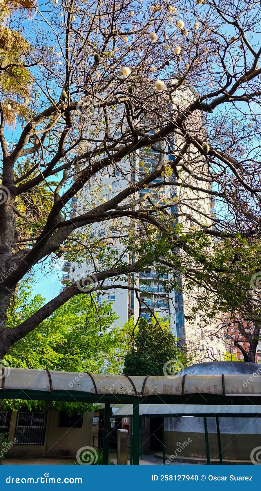 Tree Covering a Building with Its Branches Stock Photo - Image of ...