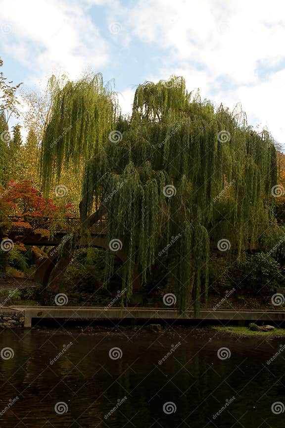 Tree covering path stock image. Image of tree, forest - 63805771