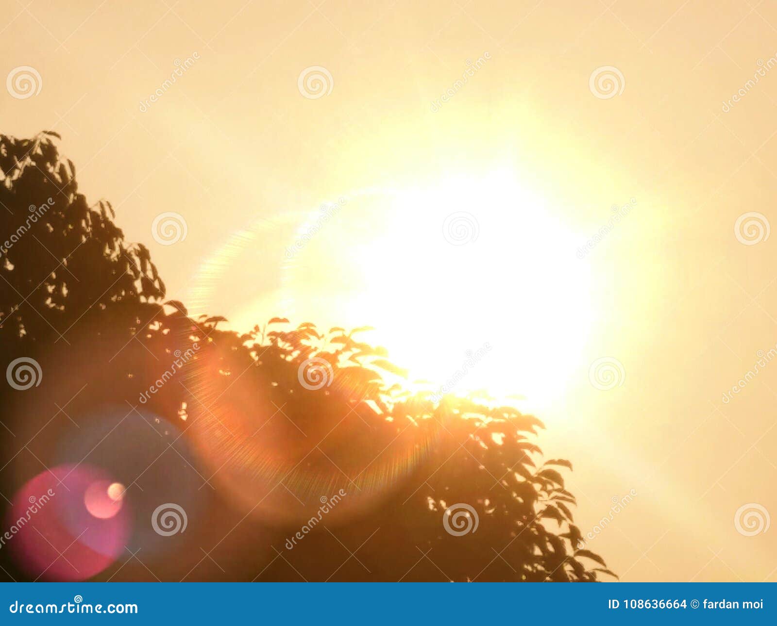 A Tree Covering Sun and Sun is Setting Stock Photo - Image of tree ...