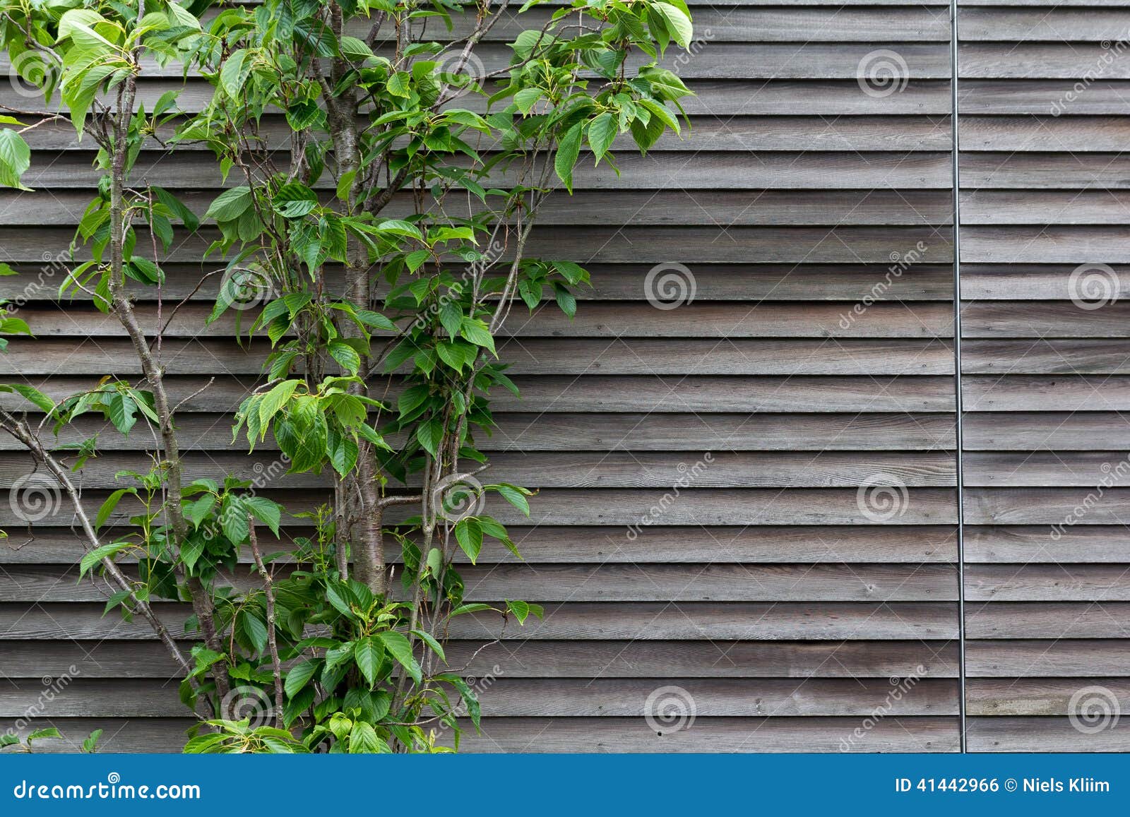 Tree covering a wood wall stock photo. Image of house - 41442966