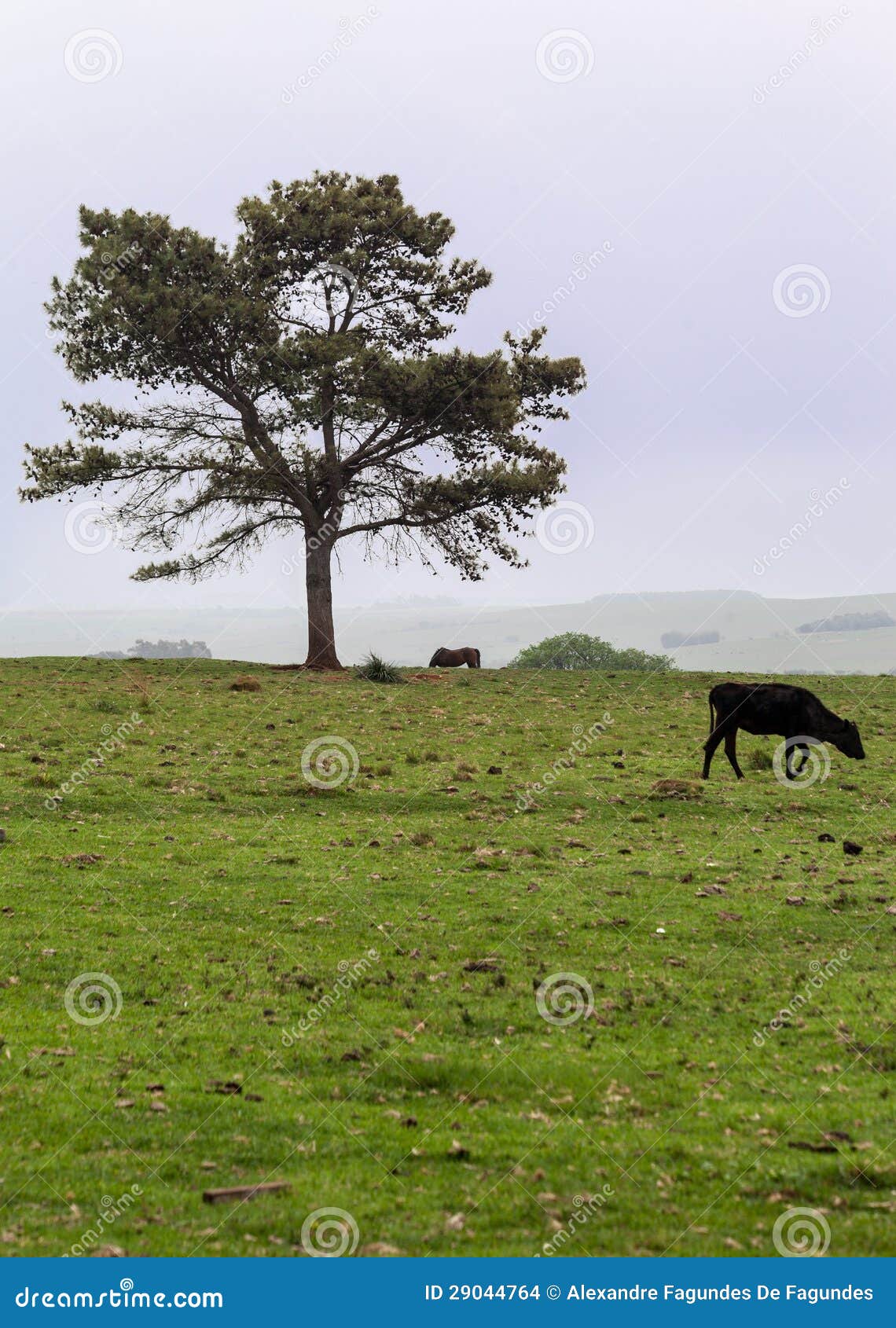 Tree and a Cow stock photo. Image of plant, farm, mammal - 29044764