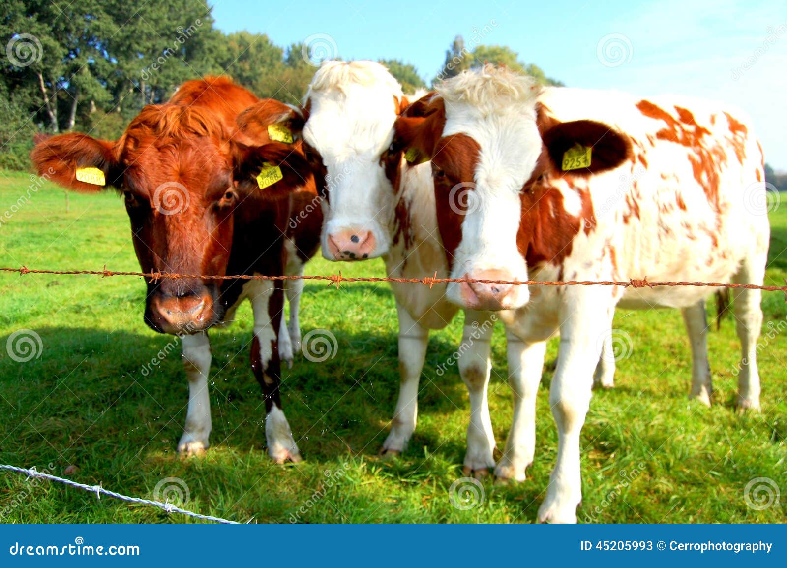 Cows Behind A Gate, Together Standing In A Green Pasture, Next To Each ...