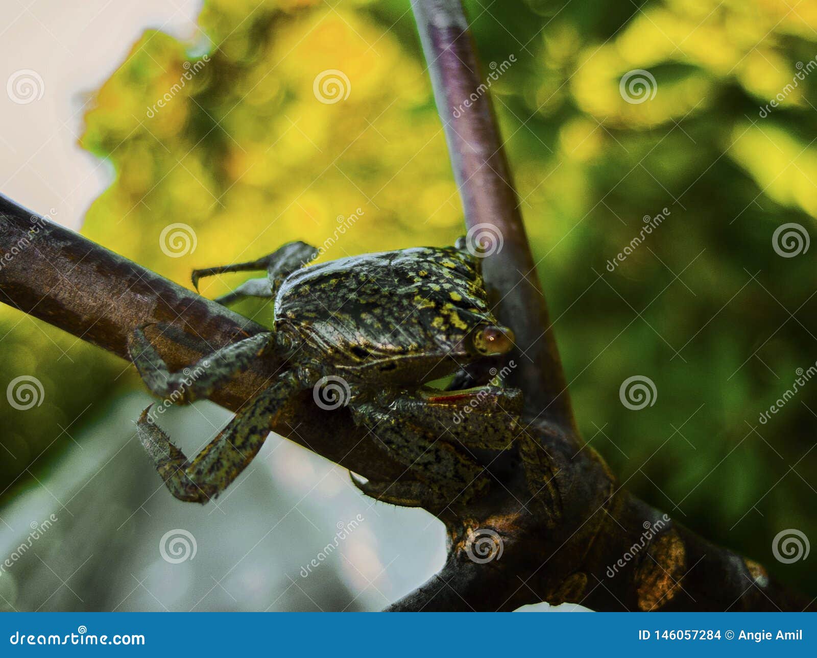 Tree Crab on a Branch of a Tree Climbing Up Stock Photo - Image of ...