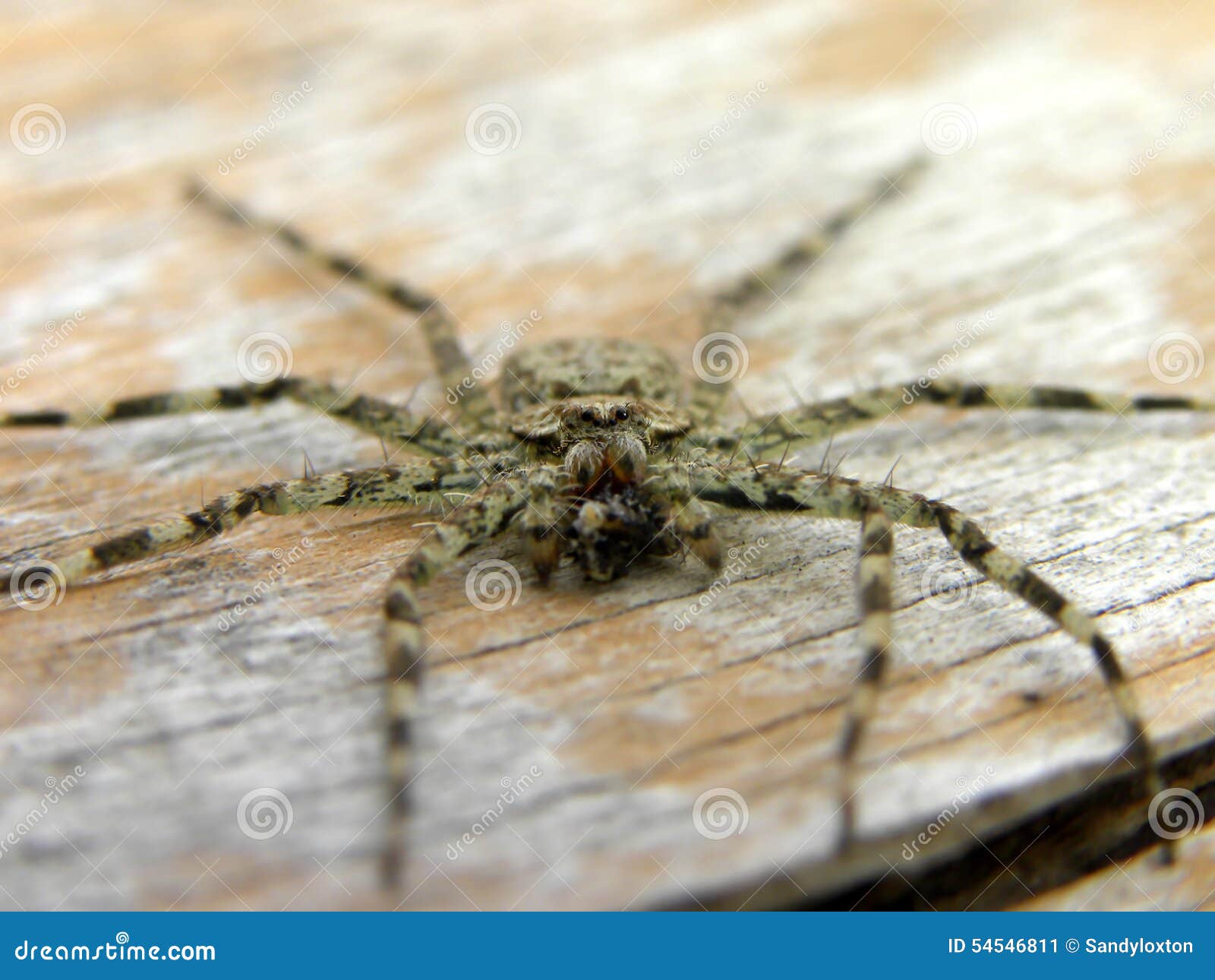 Tree Crab Spider 1 stock image. Image of crustaceans - 54546811