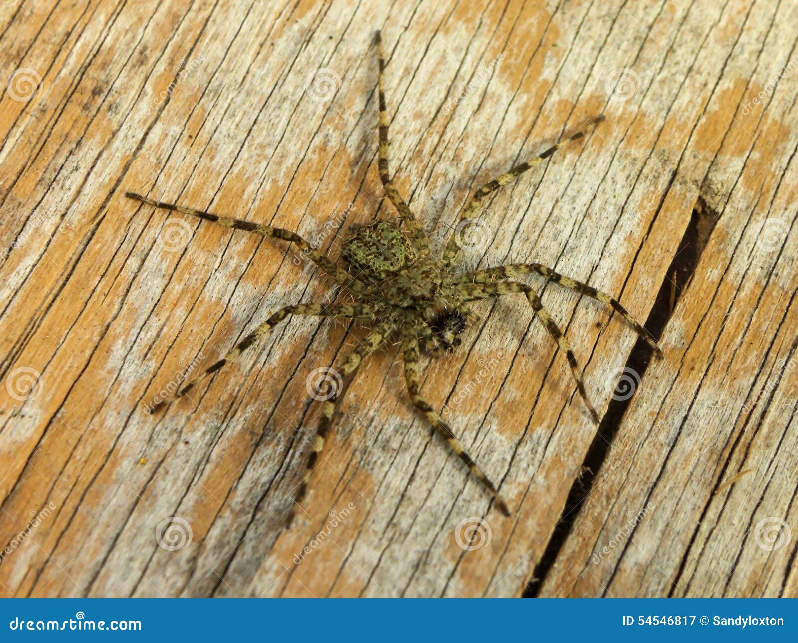 Tree Crab Spider 2 stock image. Image of bugs, arthropods - 54546817