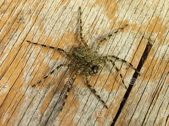 Tree Crab Spider 2 stock image. Image of bugs, arthropods - 54546817