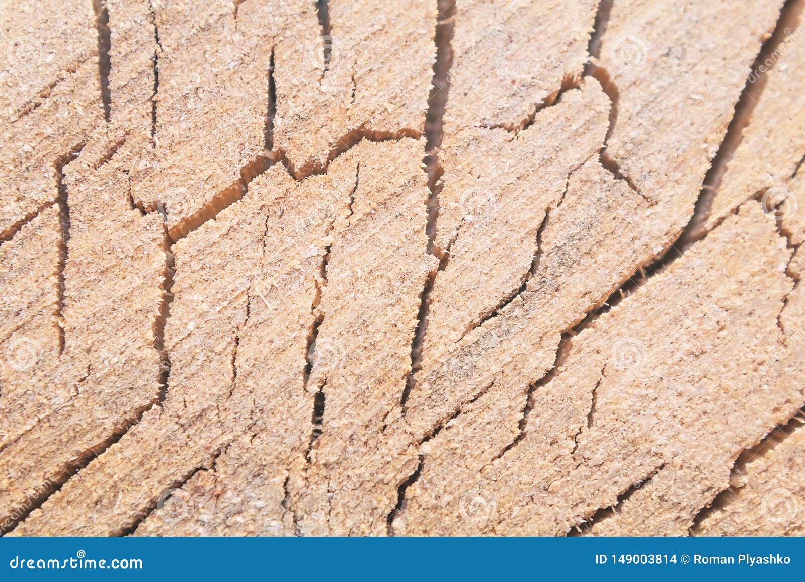 Cracks in the Tree in the Macro Stock Photo - Image of nature, eternal ...