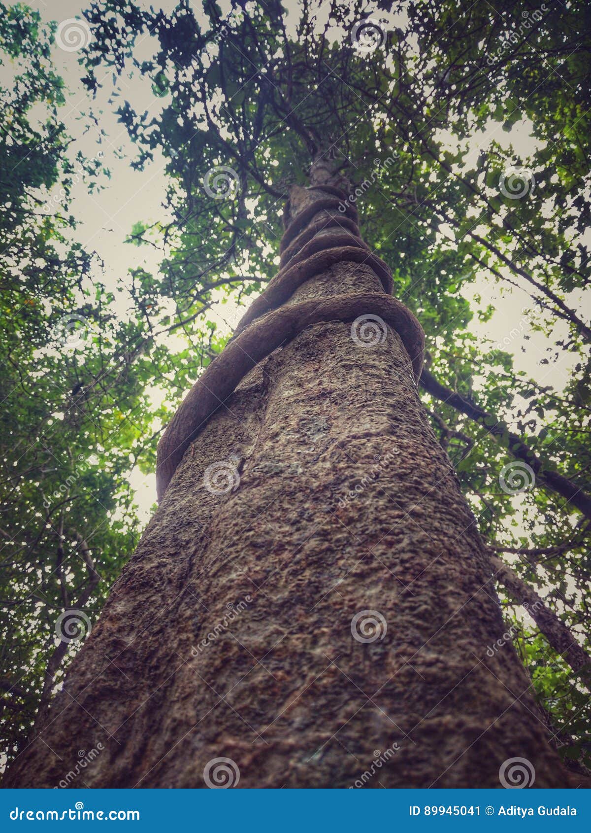 Tree and the crawler stock image. Image of crawler, trunk - 89945041