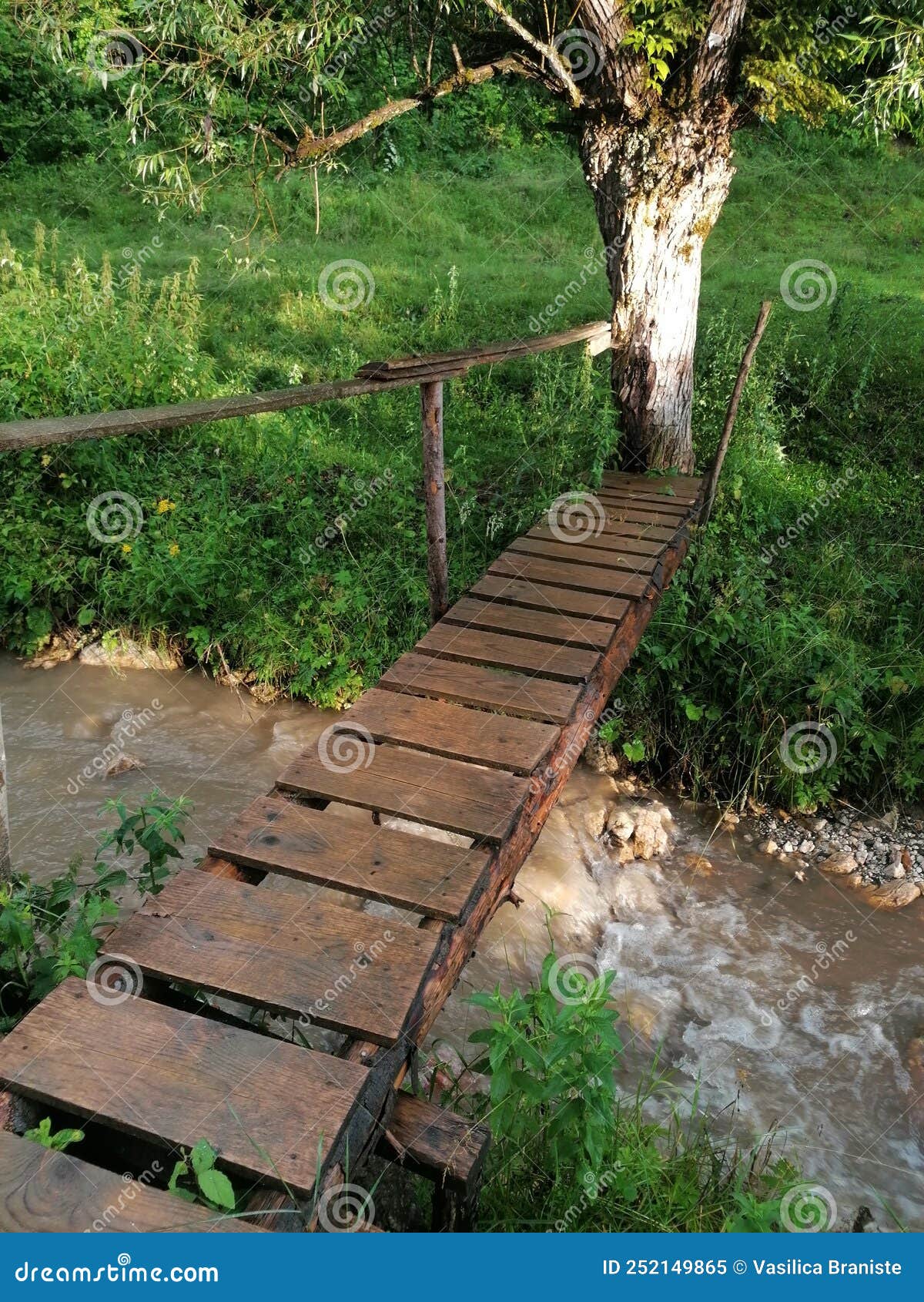 The Tree that Created a Wooden Bridge Over the River Stock Image ...