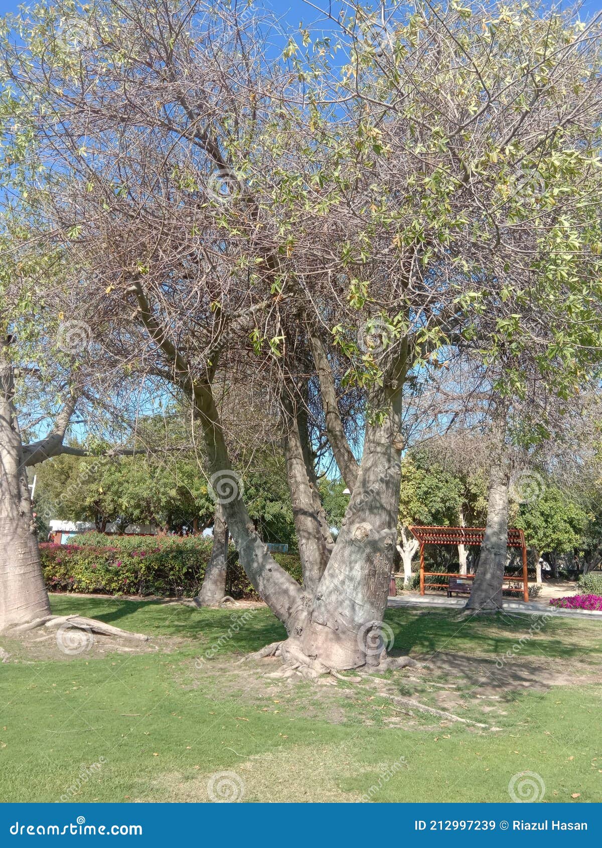 Tree in Creek Park Dubai Uae Stock Image - Image of leaf, desert: 212997239