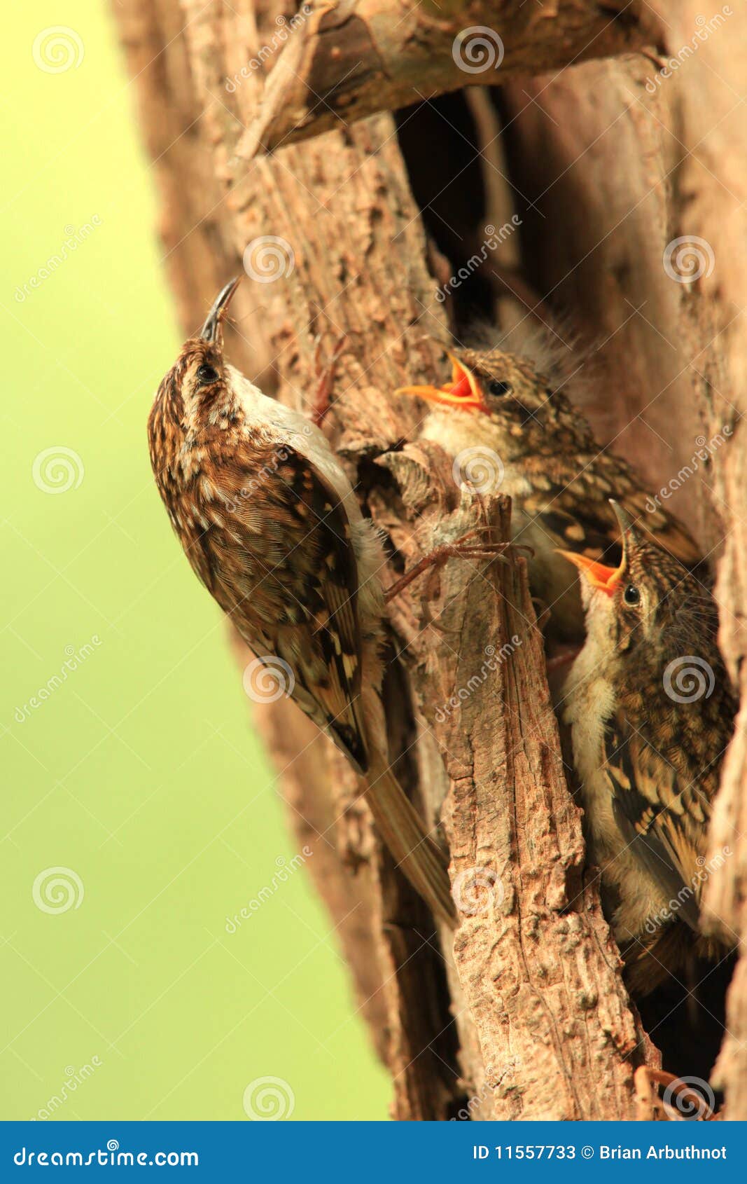 A tree creeper. stock image. Image of birds, creepers - 11557733