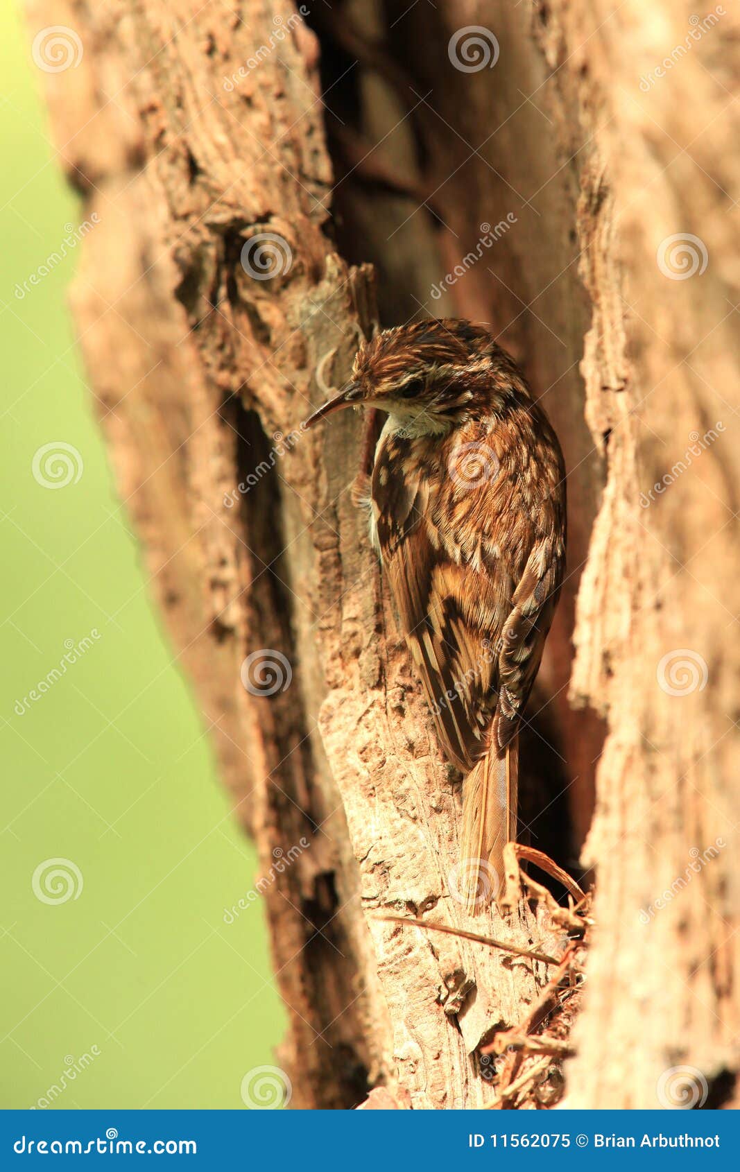 A tree creeper. stock image. Image of nature, brown, wildlife - 11562075