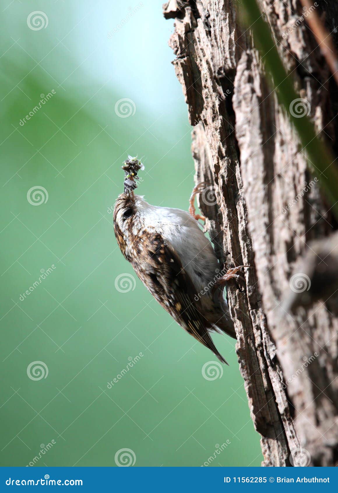 A tree creeper. stock image. Image of bright, wings, creepers - 11562285