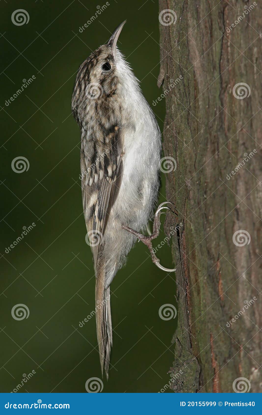 Tree creeper stock image. Image of creeper, closeup, search - 20155999