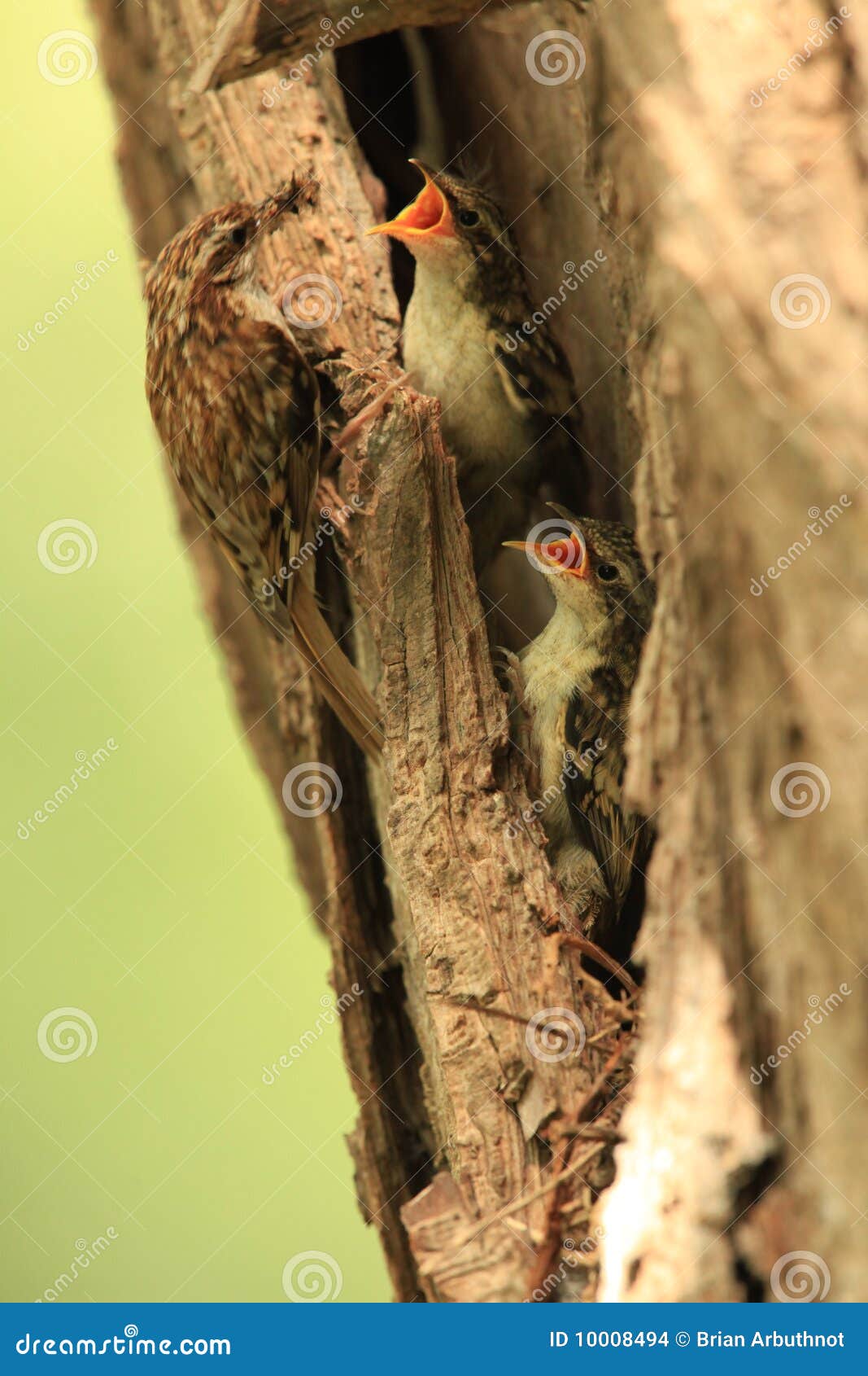 A tree creeper bird. stock photo. Image of bird, feathers - 10008494