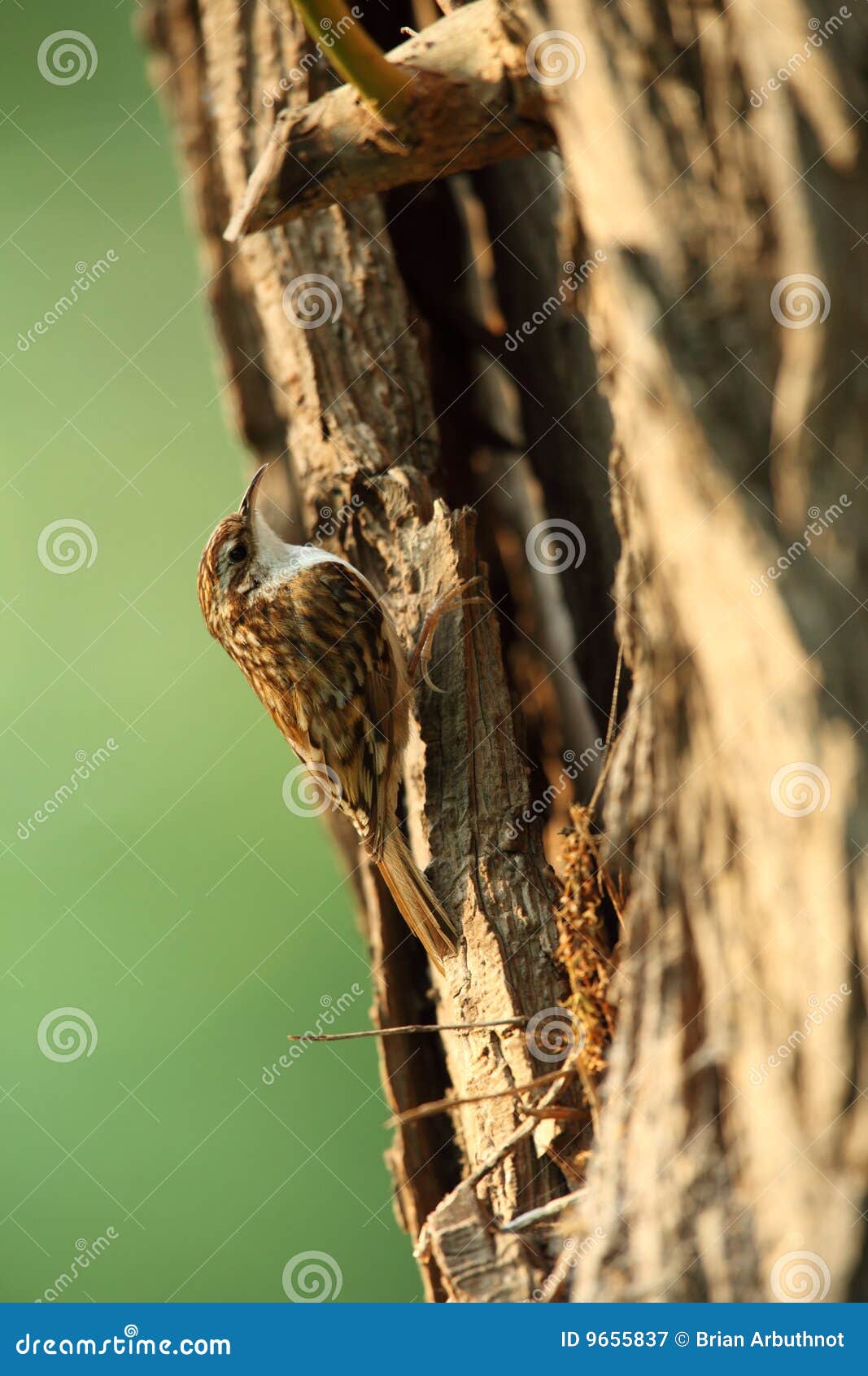 Tree creeper bird. stock image. Image of treecreeper, beaks - 9655837