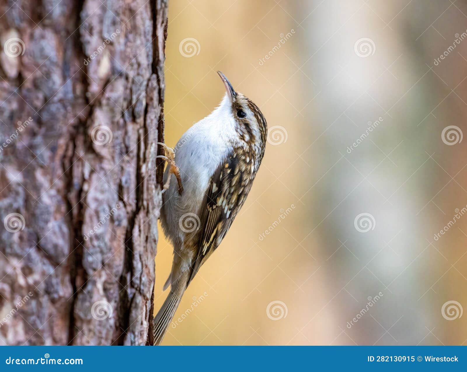 Tree Creeper Bird Perched on Tree Trunk Stock Image - Image of inspect ...