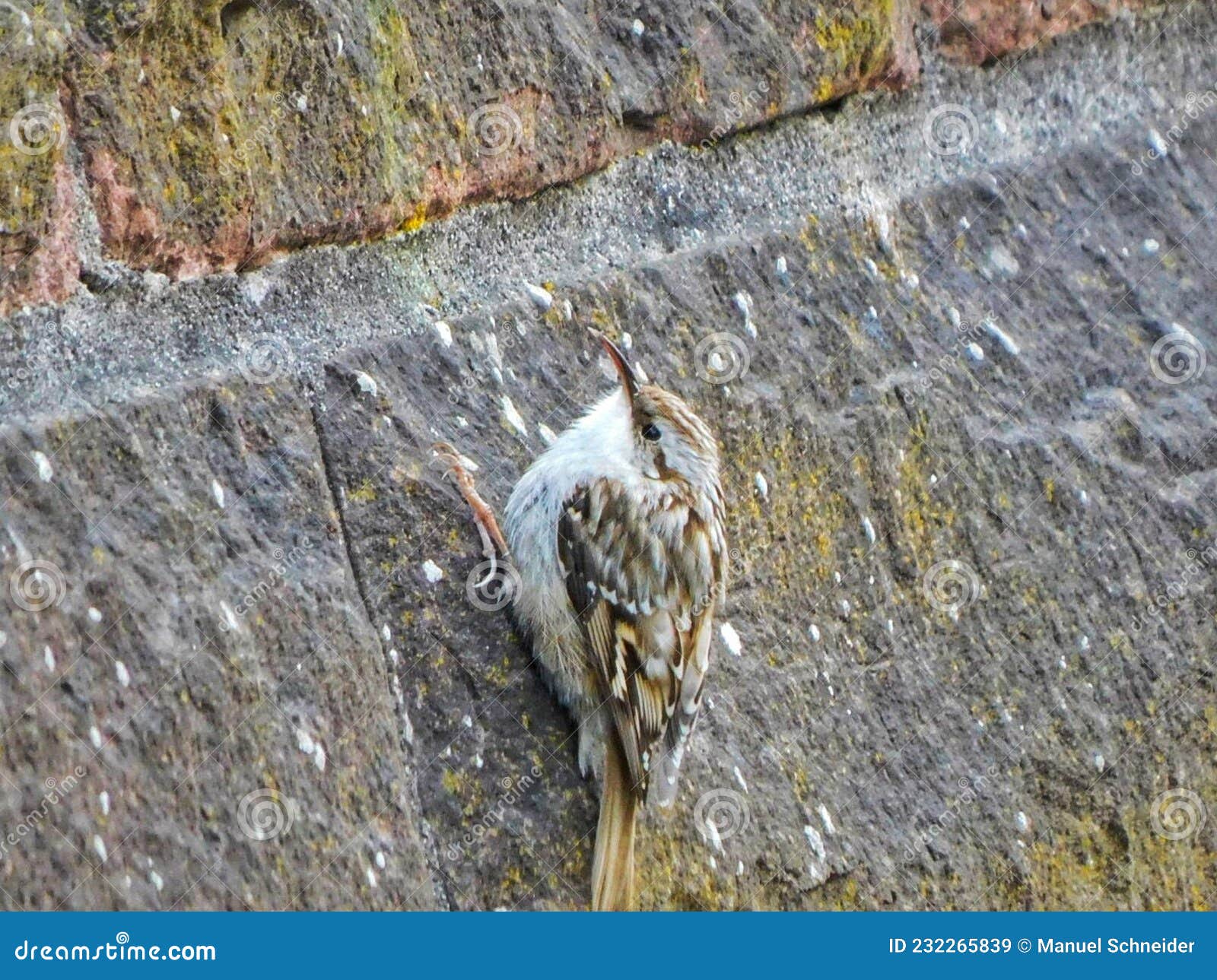 Tree Creeper Climbing a Wall Stock Image - Image of nature, bird: 232265839