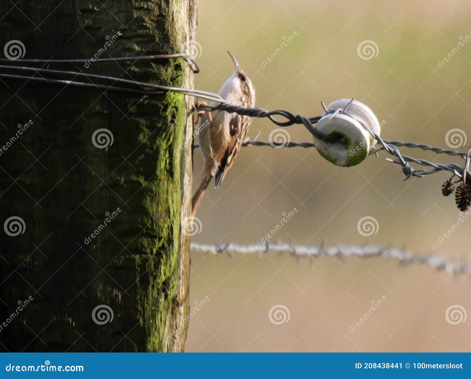 Tree Creeper on Pasture Pole Stock Image - Image of tree, animal: 208438441