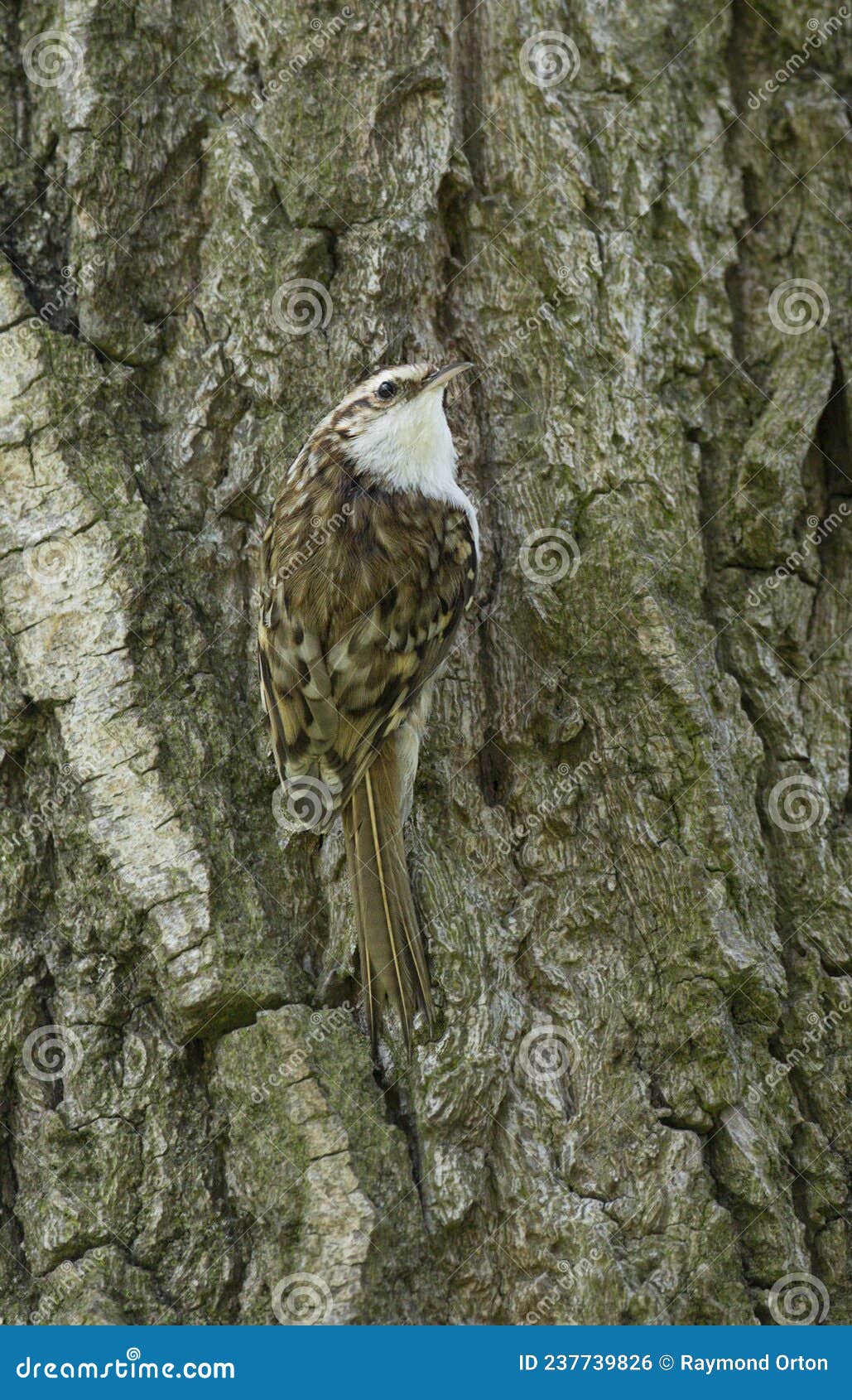 A Tree Creeper on a Trunk of a Tree Stock Photo - Image of hawk, eagle ...