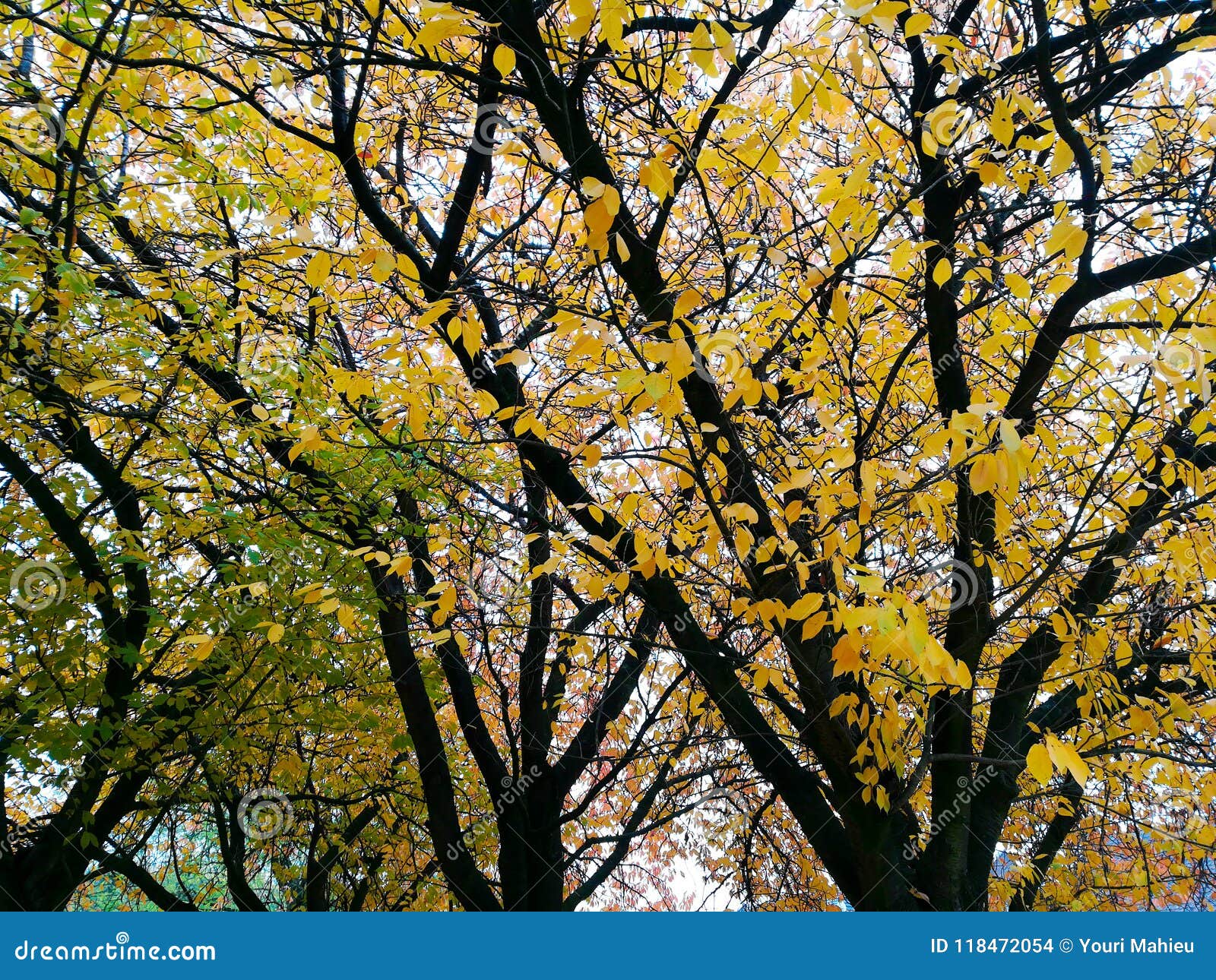 Tree crest at fall stock photo. Image of environment - 118472054