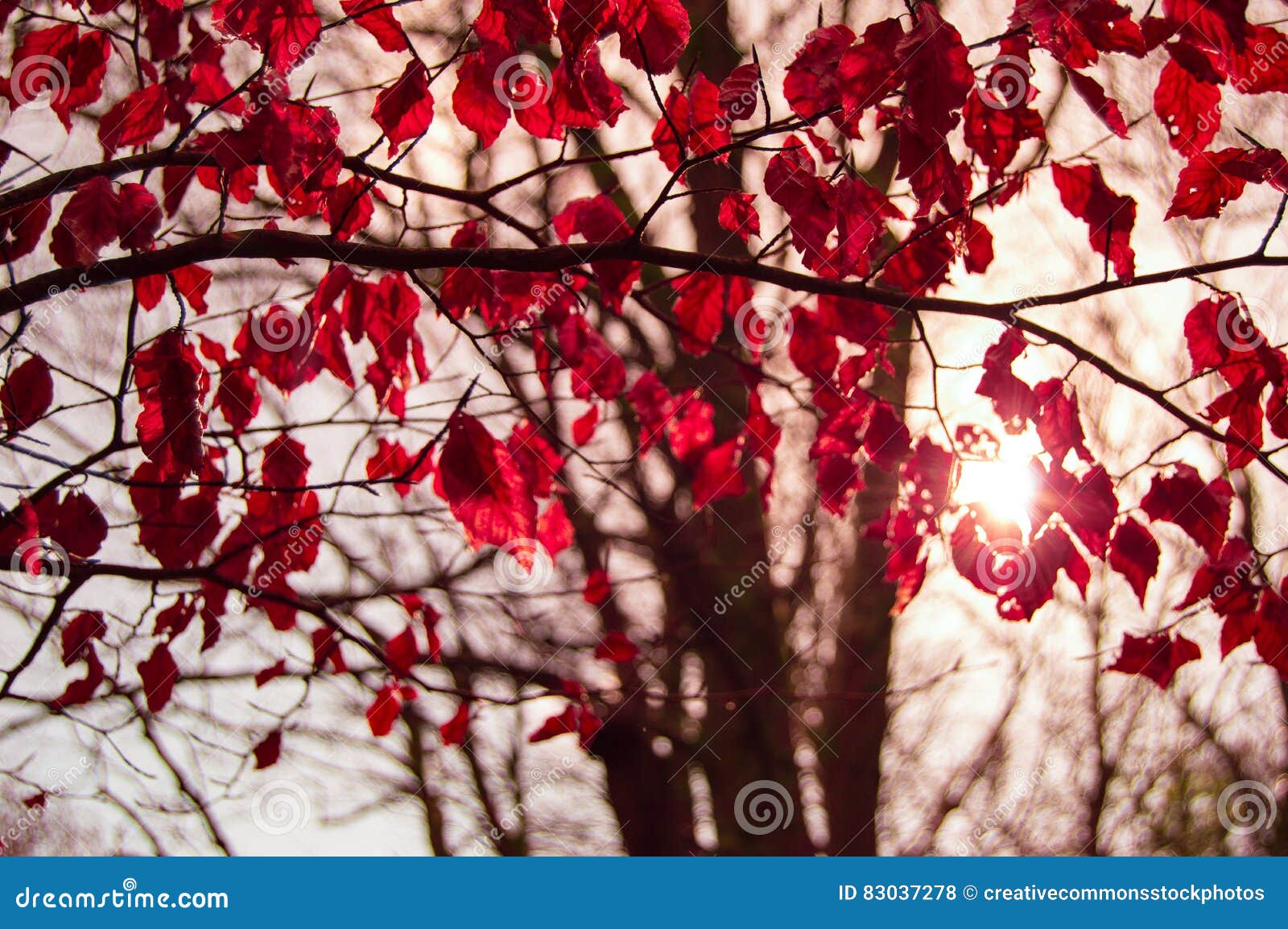 Tree With Crimson Autumn Leaves Picture. Image: 83037278