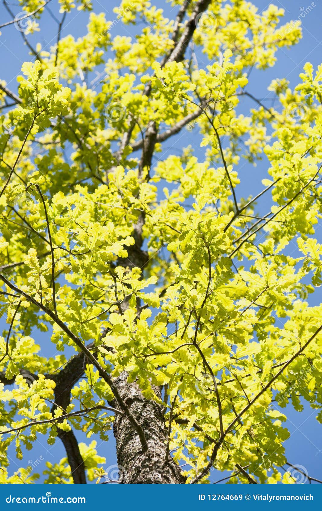 Tree crone stock image. Image of summer, nature, growth - 12764669