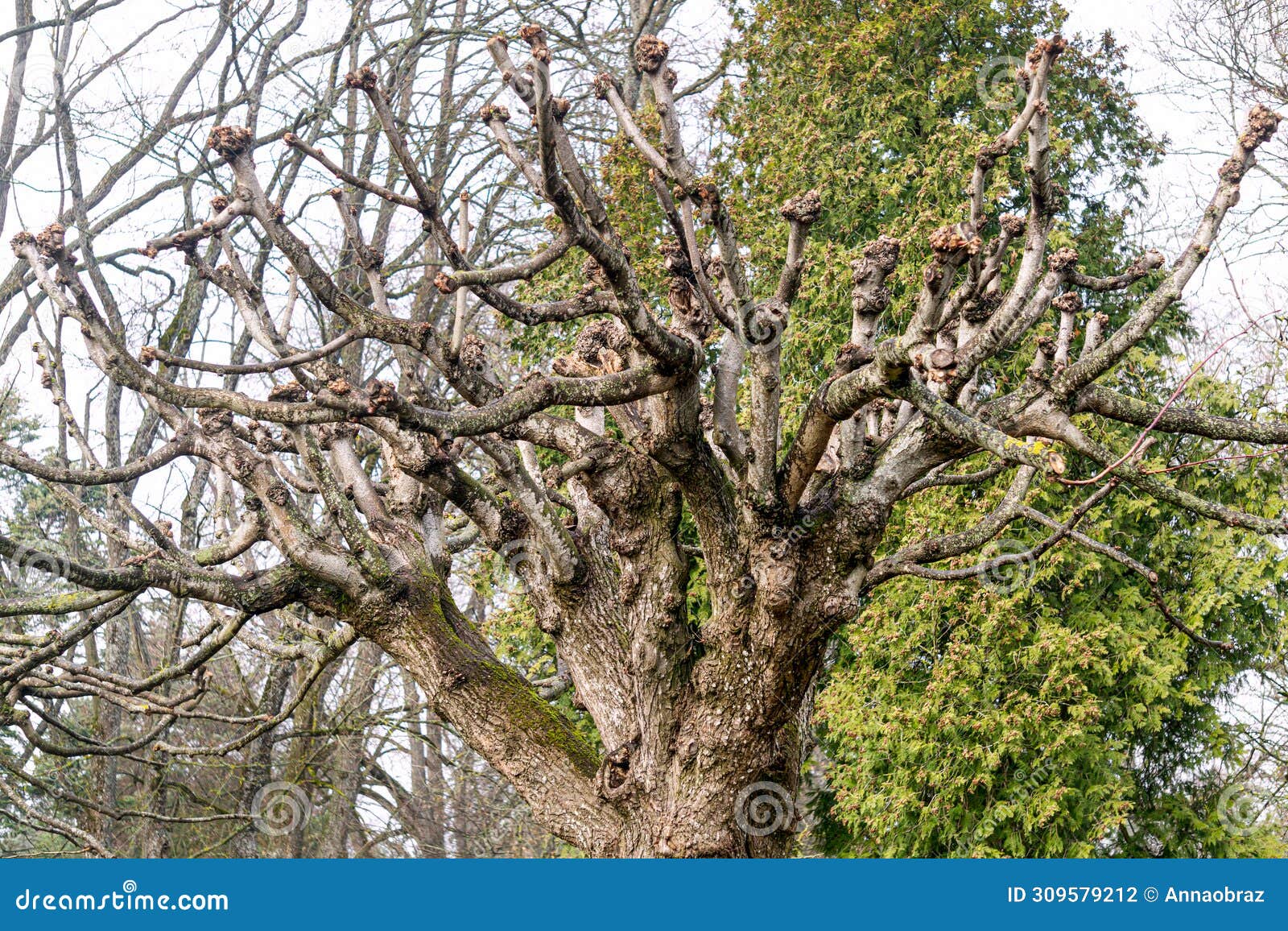 Tree with Crooked Branches in the Park. Stock Photo - Image of crooked ...