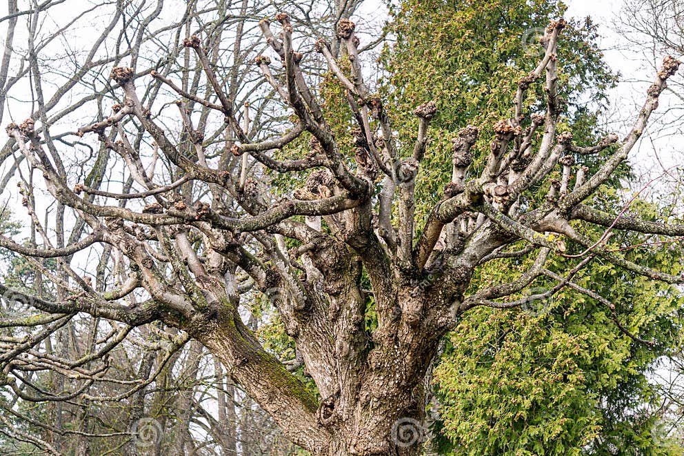 Tree with Crooked Branches in the Park. Stock Photo - Image of crooked ...