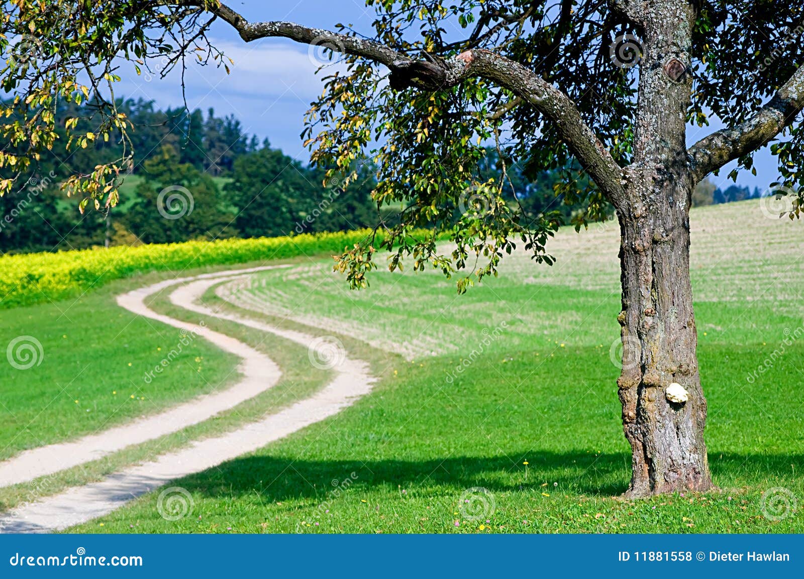 Tree by a crooked Pathway stock photo. Image of footpath - 11881558