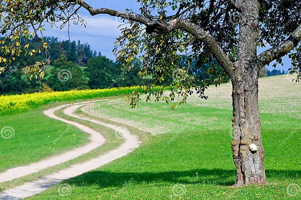 Tree by a crooked Pathway stock photo. Image of footpath - 11881558
